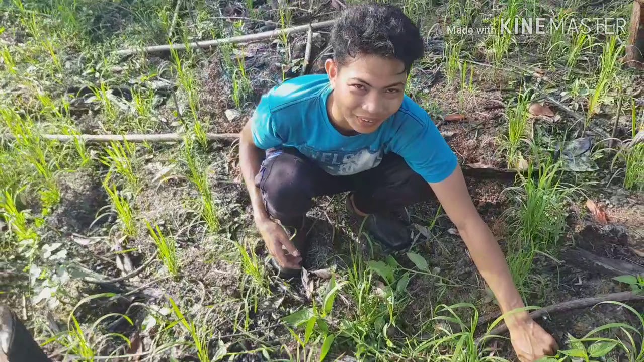 Mencabut rumput di padi - YouTube