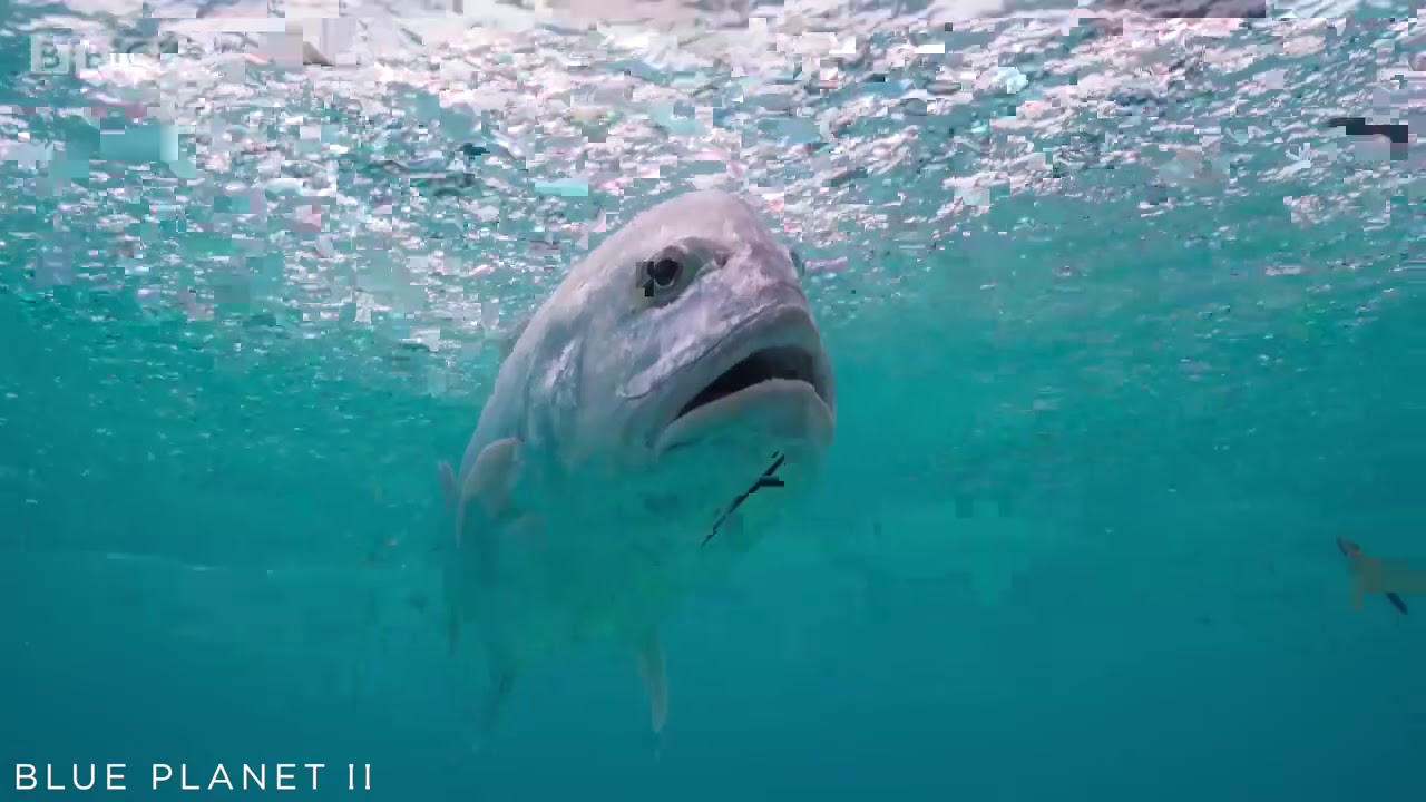 Bird vs Fish Blue Planet II سمك الشيم العملاق - YouTube