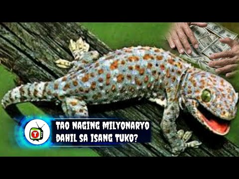 Naging Milyonaryo ng dahil sa isang Tuko | Tokay Gecko | Tenrou21 - YouTube