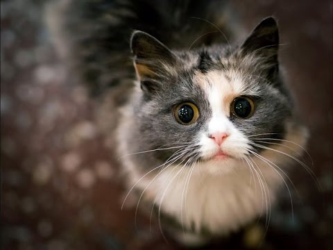 Animals screaming and making funny noises - Funny animal sound compilation PART 2