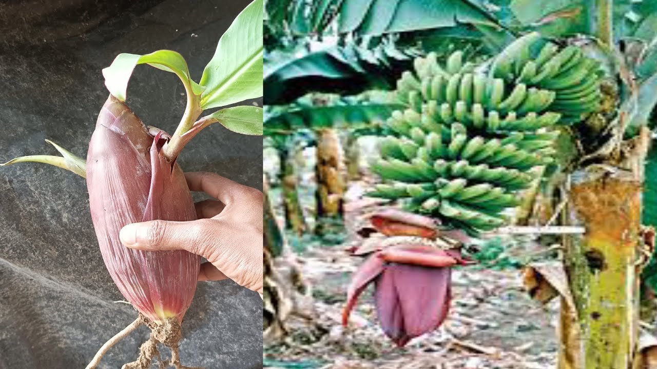 Propagate banana tree at home,, how to grow banana tree step by step ...