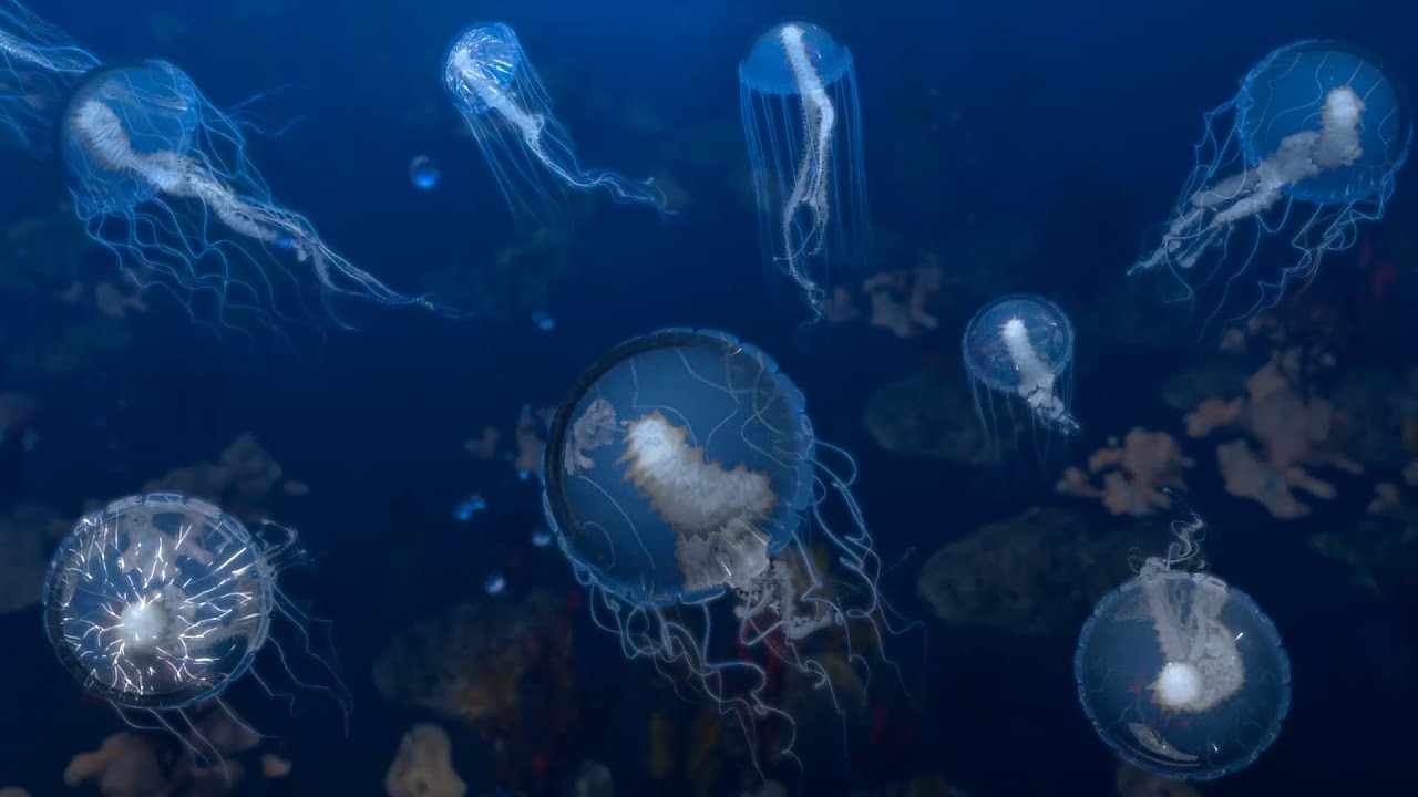 Houdini Procedural Jellyfish simulation - YouTube