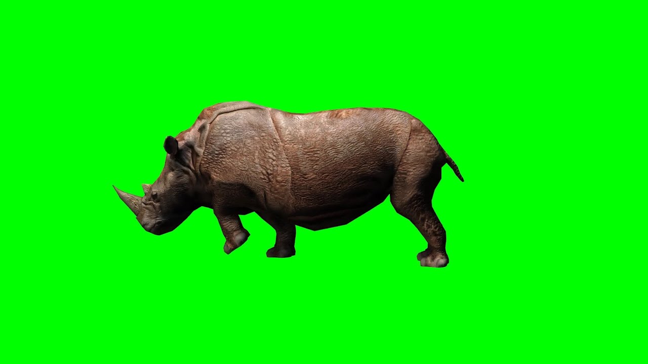 rhinoceros attack - green screen 1 - YouTube