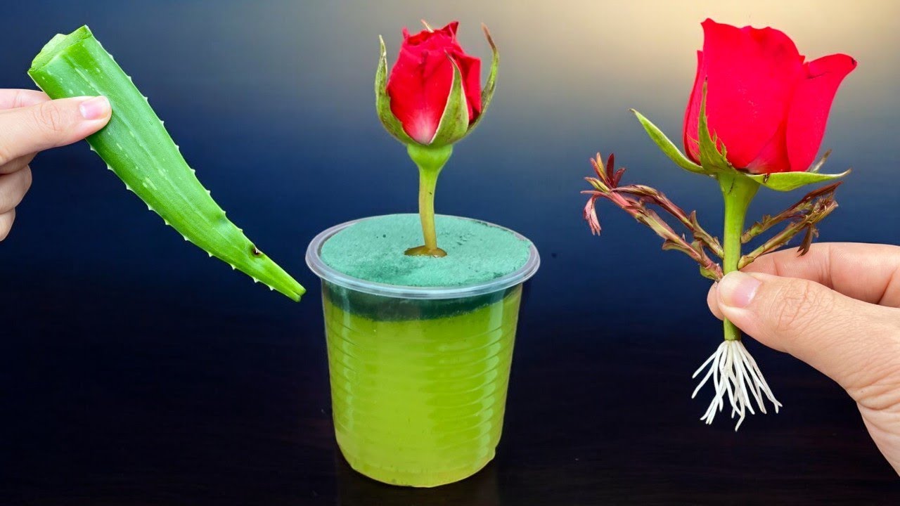 🌹Rose propagation secret! With just this cup of water, roses will ...