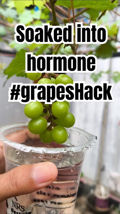 Soaked into hormone #grape #gardeninghacks #vines #gardeningtips #grapecity - YouTube
