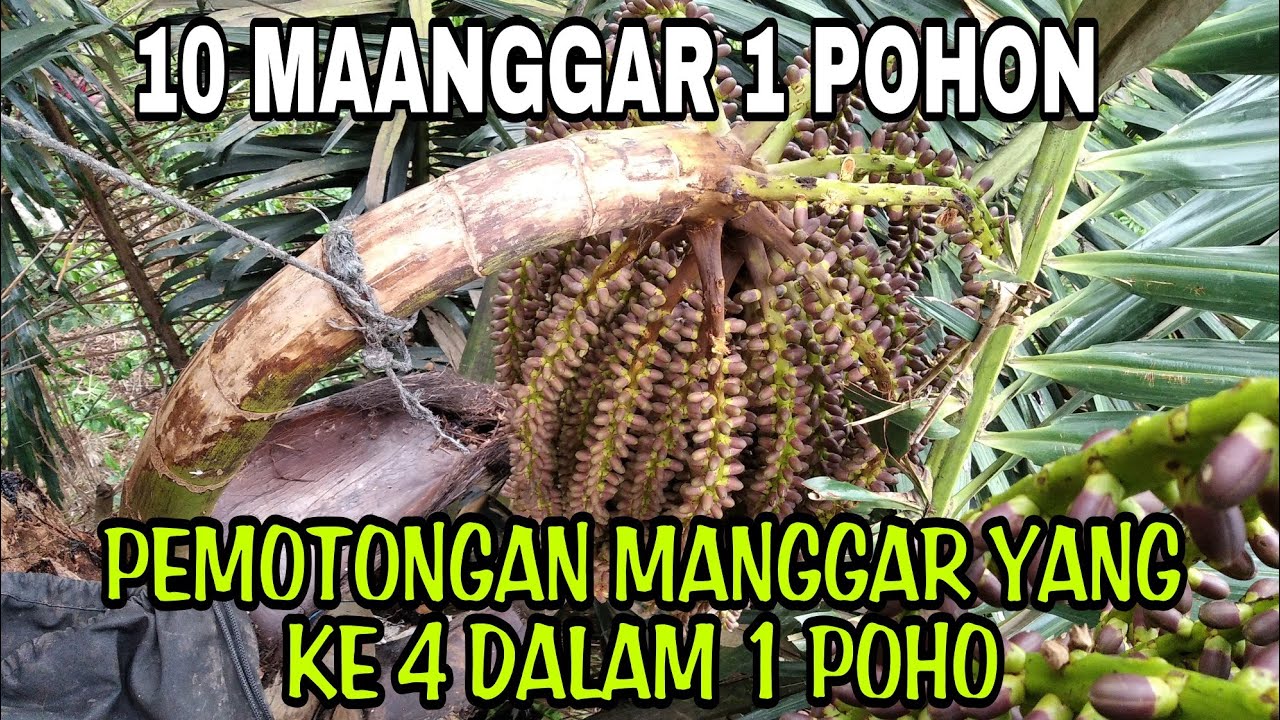 pemotongan manggar bunga aren yang ke 4 dalam 1 pohon aren - YouTube