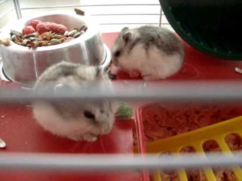 Hamster Anão Russo - YouTube