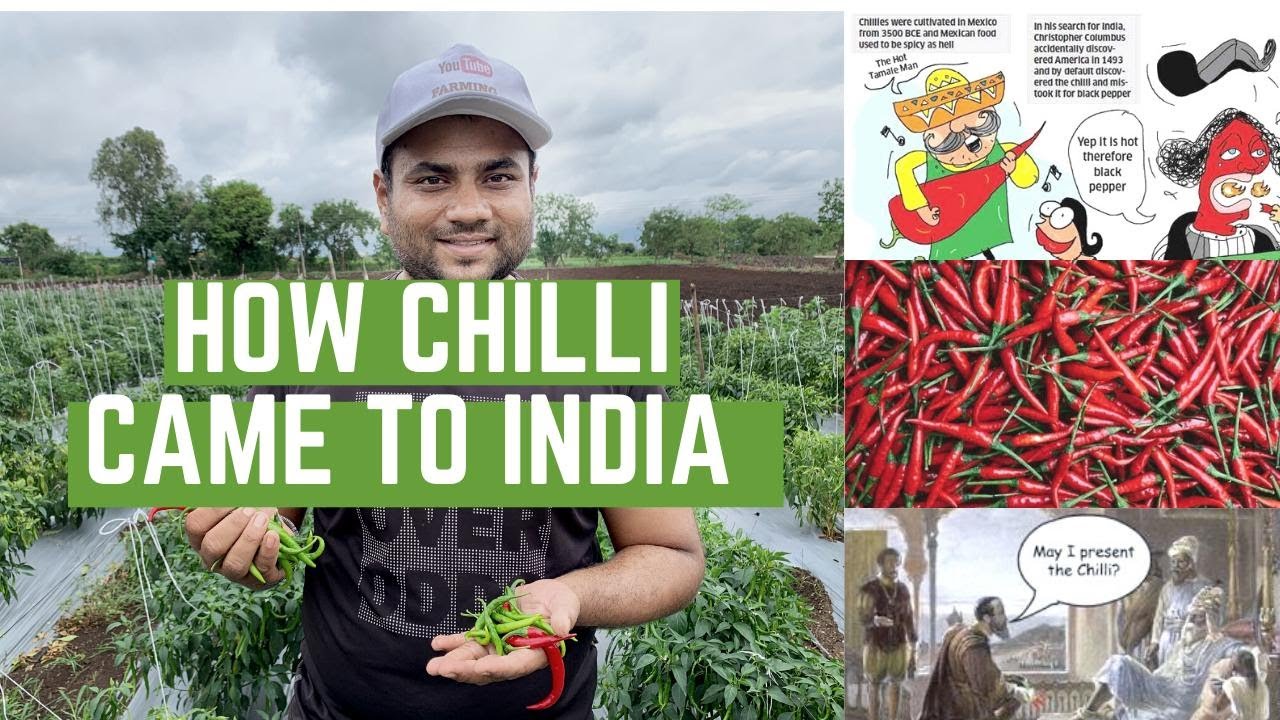 Chilli / Red pepper : How does it Grow? History and Geography ...