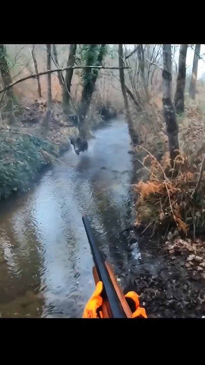 У него не было никаких проблемдикий кабан Chasse Cinghiale Jabali