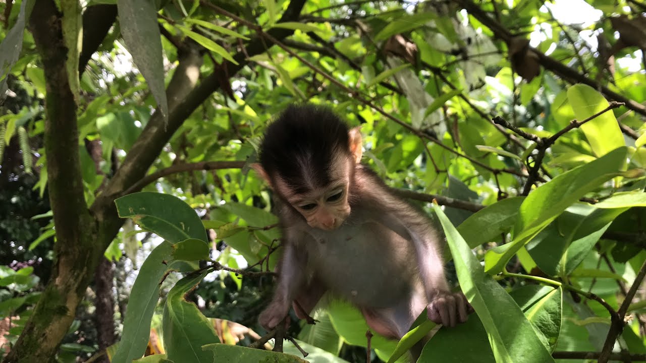 Ngajarin monyett kecil untuk mengenal Alam !!! Memanjat pohon dan ...