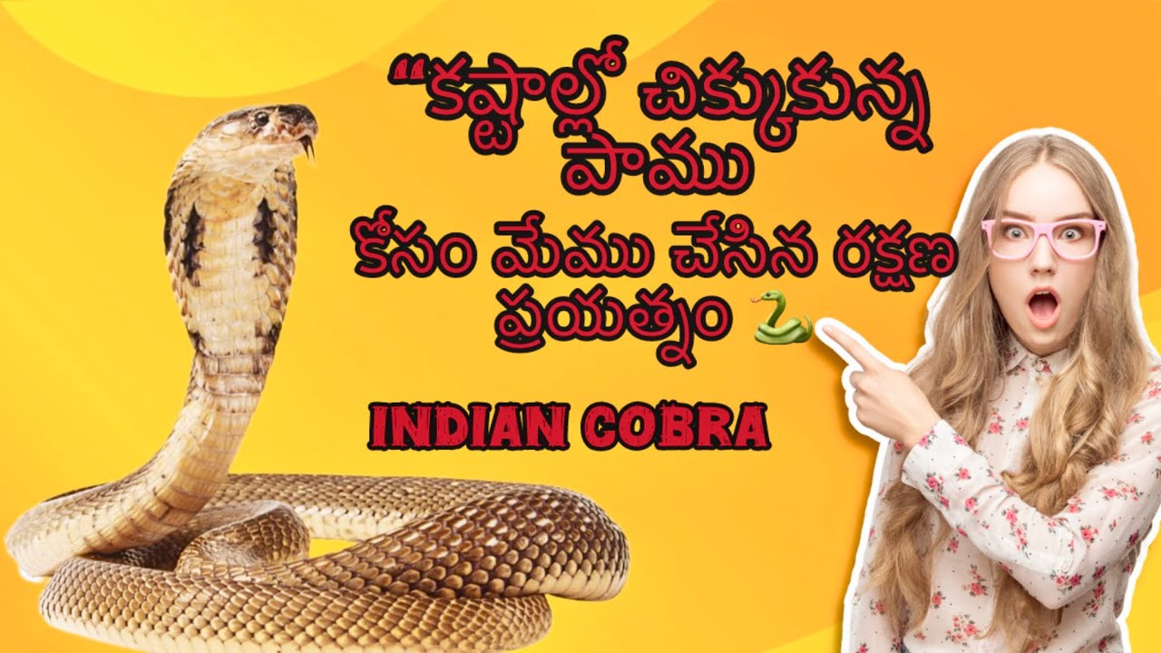 Indian Spectacled Cobra Rescue and Release | Nest Conservation Society ...