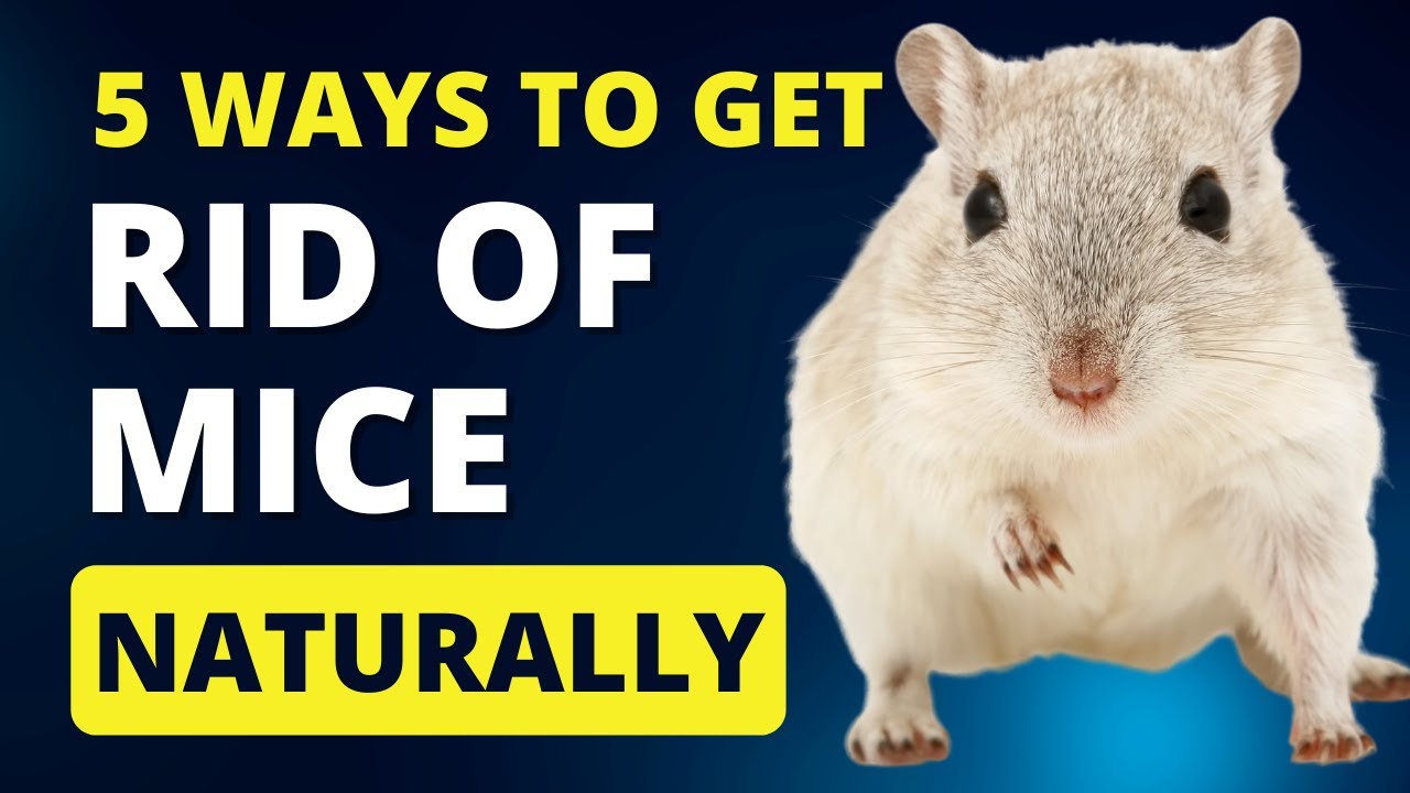 5 Ways To Get Rid of Mice Naturally in Winter - YouTube