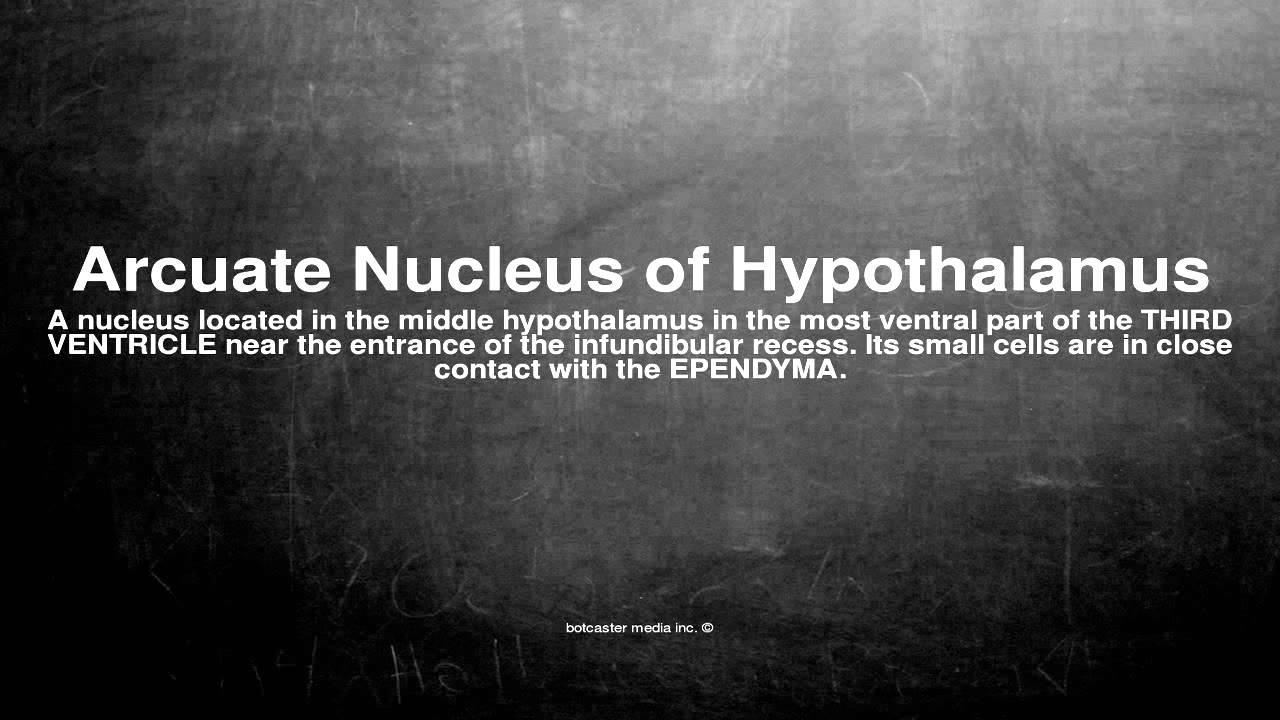 Medical vocabulary: What does Arcuate Nucleus of Hypothalamus mean ...