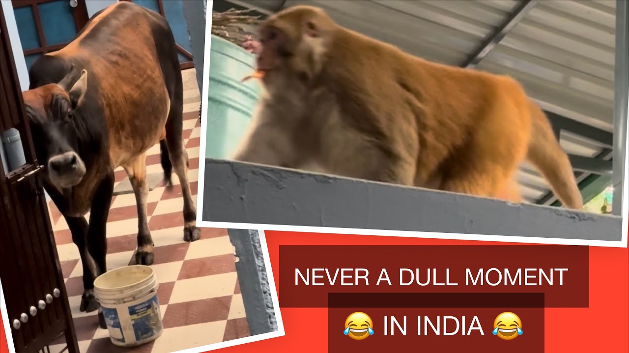 Never a dull moment in India | Two visitors | Monkey & Cow | Dekyiling ...