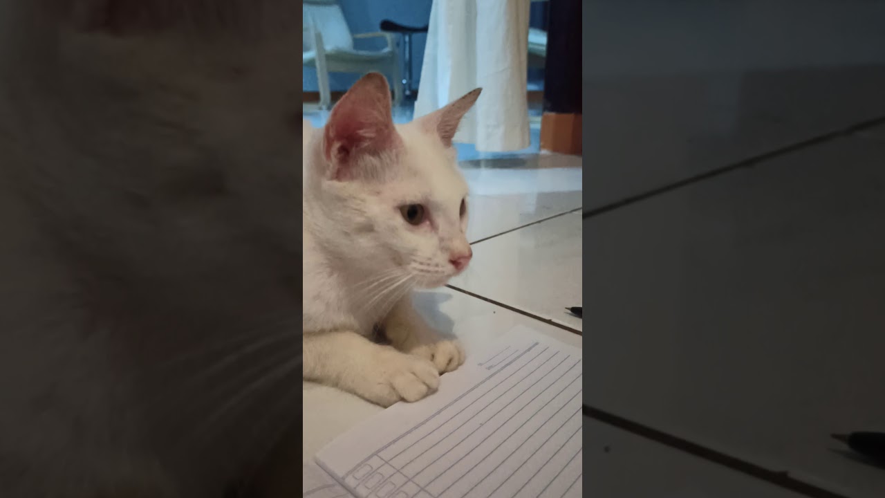 idk random stuff about my cat lmao - YouTube