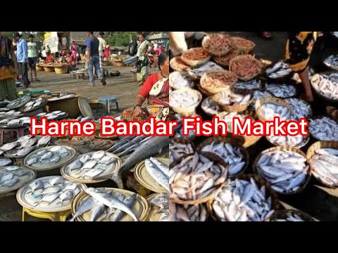 Harne Bandar Fish Market | fish auction in dapoli | fish market harne ...