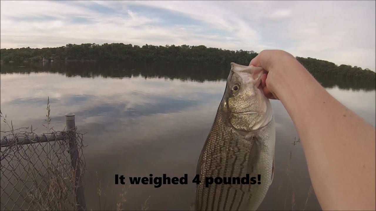 Catching Wipers at Olathe Lake, KS - YouTube