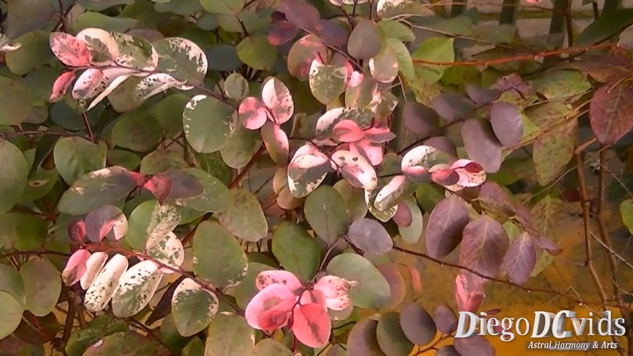 Breynia disticha - Mil-cores - Breinia (Phyllantheae - Flueggeinae) V2 ...