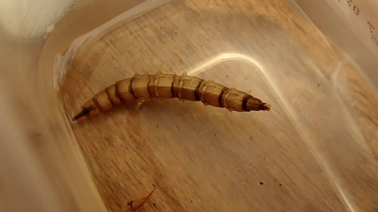 Horsefly larva Tabanus atratus - YouTube