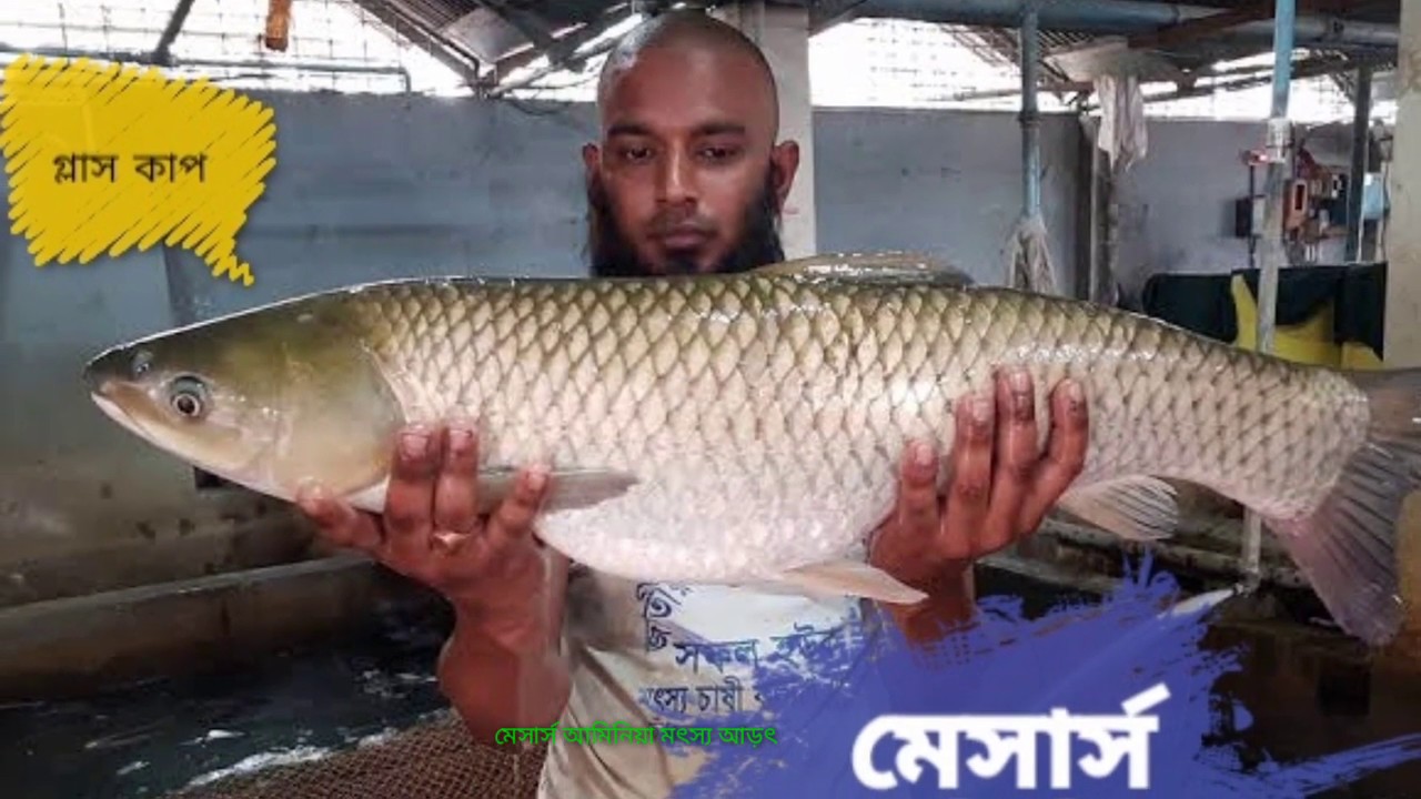 Long Whiskered Cut Into Pieces By Old Fishmonger In Amazing Fish Market ...