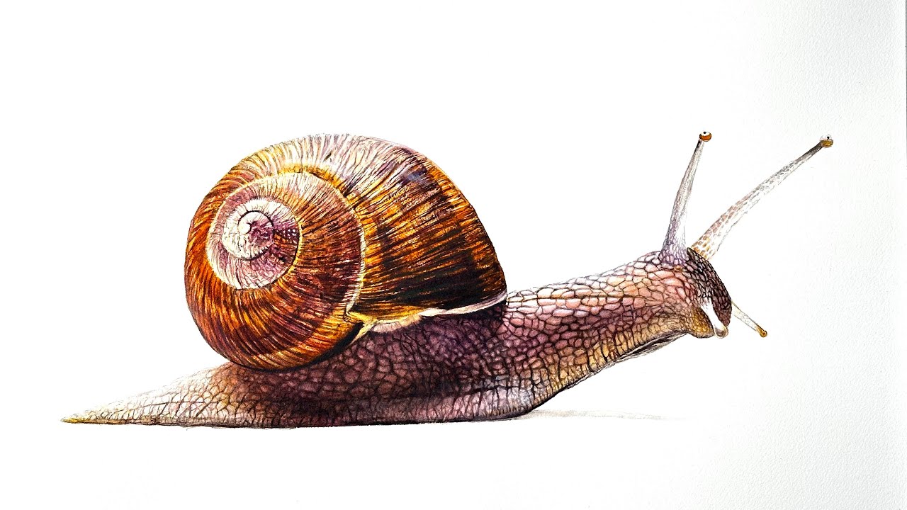 Adding the final details on the snail watercolor painting 😁 - YouTube