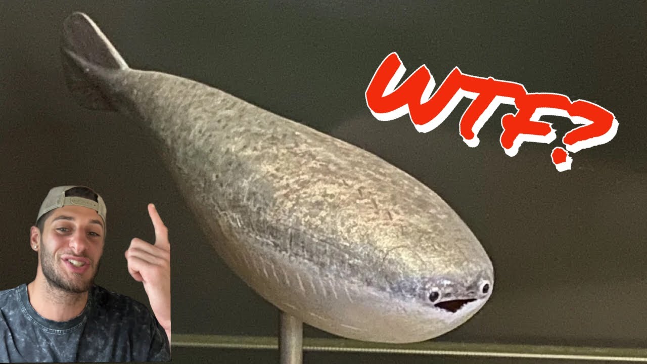 Prehistoric Fish Look Dumb - YouTube
