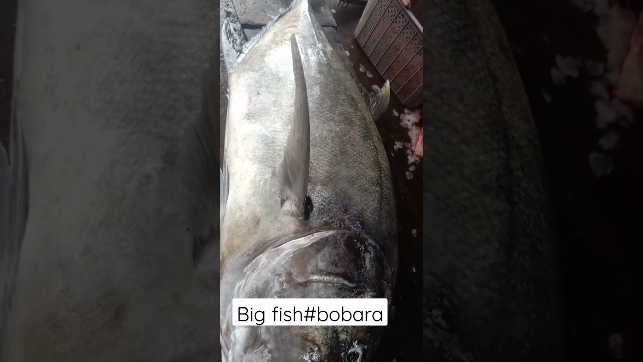 ikan bobara#wakatobi#short - YouTube