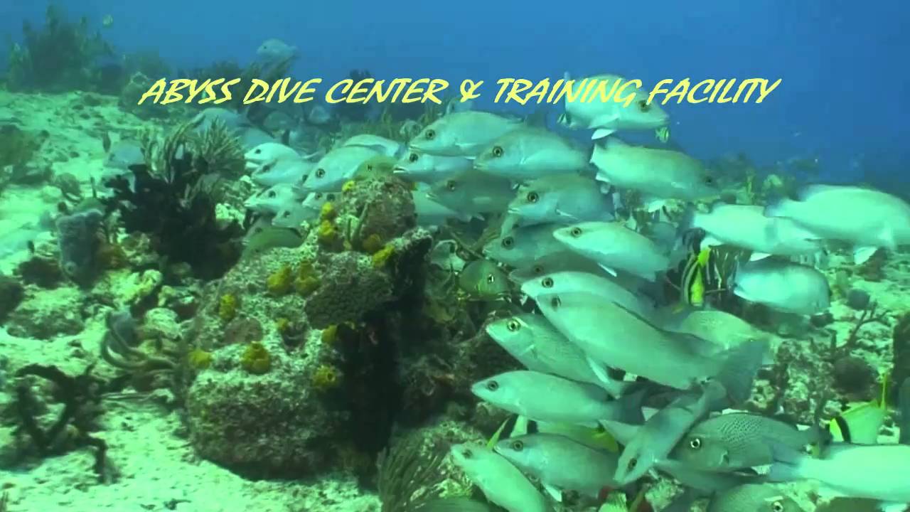Scuba Diving Moc-che Reef, Playa Del Carmen - YouTube