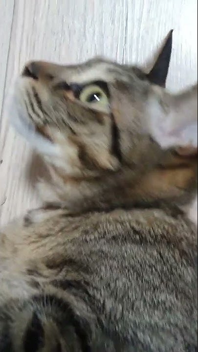 요리보고 저리봐도 귀요미 😽 Youtube