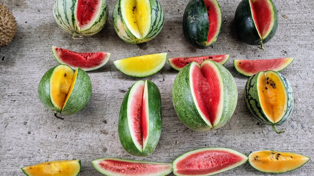 Tasting Eight Watermelon Varieties in Tenom / Borneo - YouTube