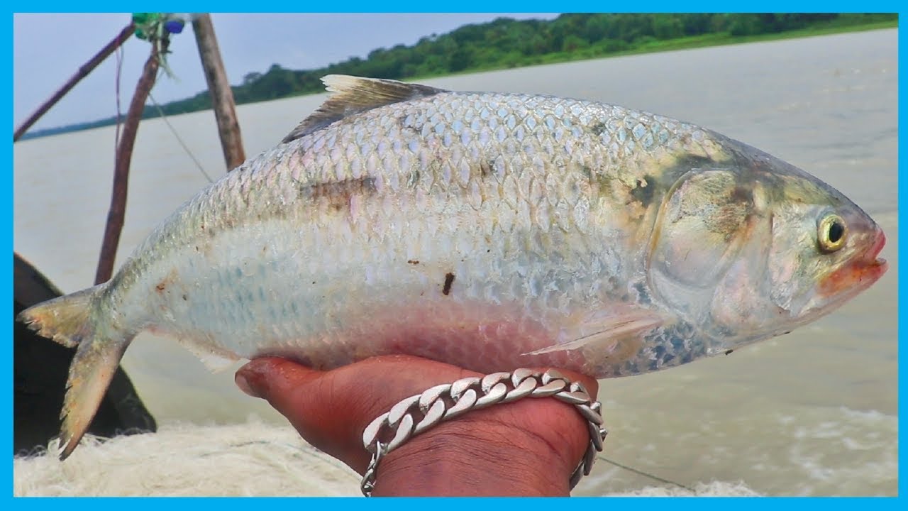 Amazing Fast Hilsa Fishing Skill (PART 77) - Catching Hilsa Fish Big on ...