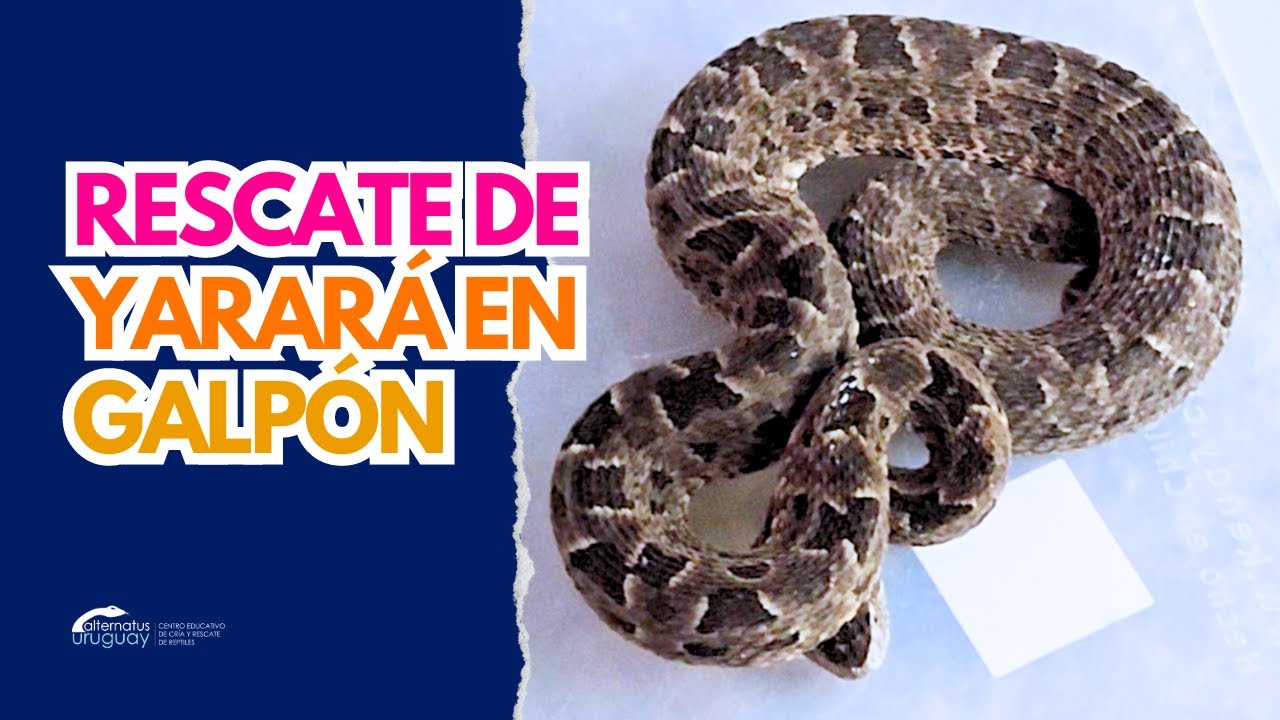 Rescate de invierno: Una yarará refugiada en un galpón | Bothrops ...