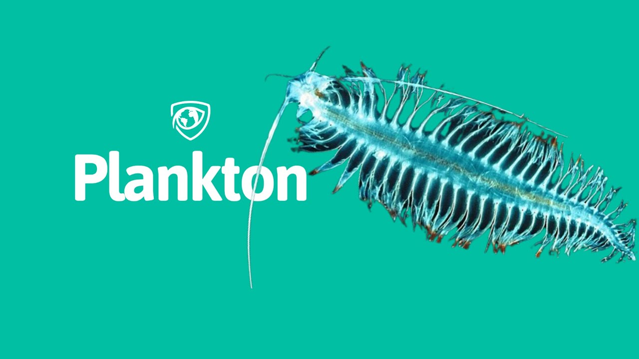 Plankton Chronicles: Unveiling the Microscopic World of Ocean Life 🌊🔬 ...