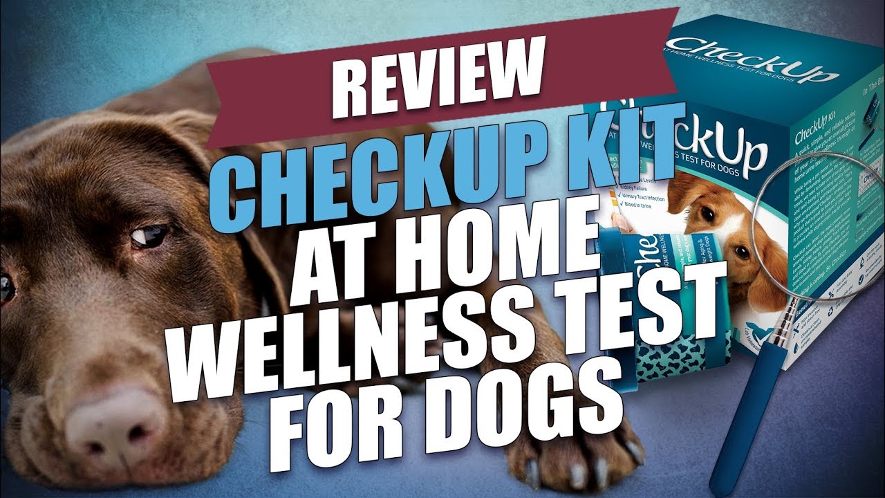CheckUp Kit At Home Wellness Test For Dogs Review YouTube checkup-kit-at-home-wellness-test-for-dogs-review-youtube