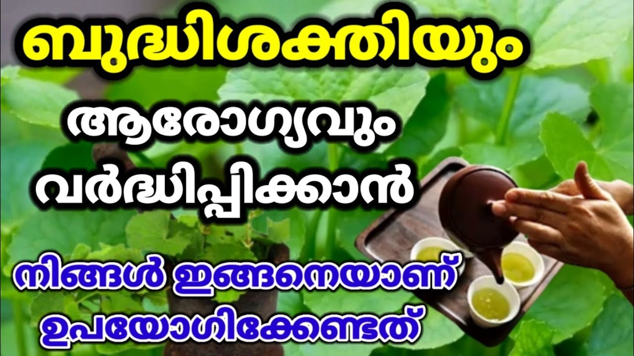 Benefits of Centella Asiatica/Natural Memory Booster/kudangal, Kodavan ...