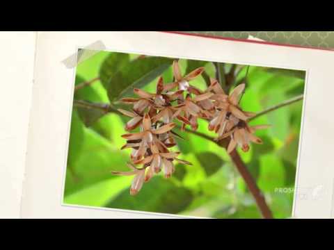Cedrela - garden plants - YouTube