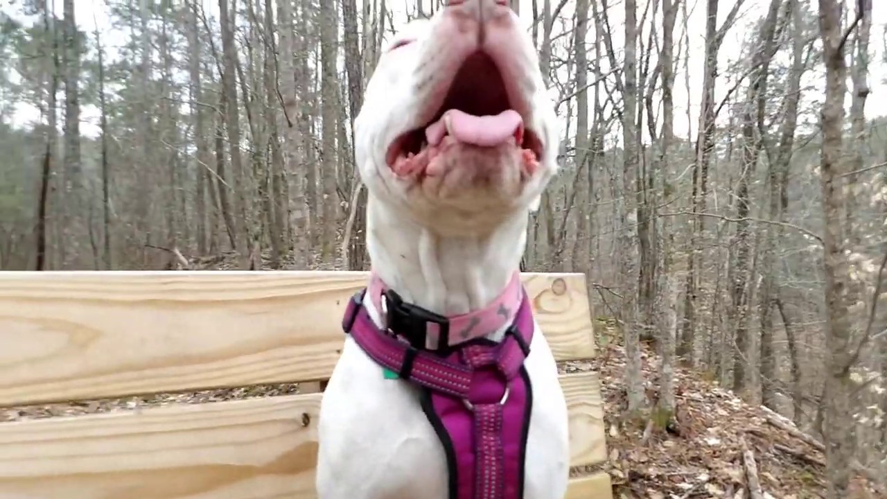 Cherokee Bluffs Dam Railroad Trail - YouTube