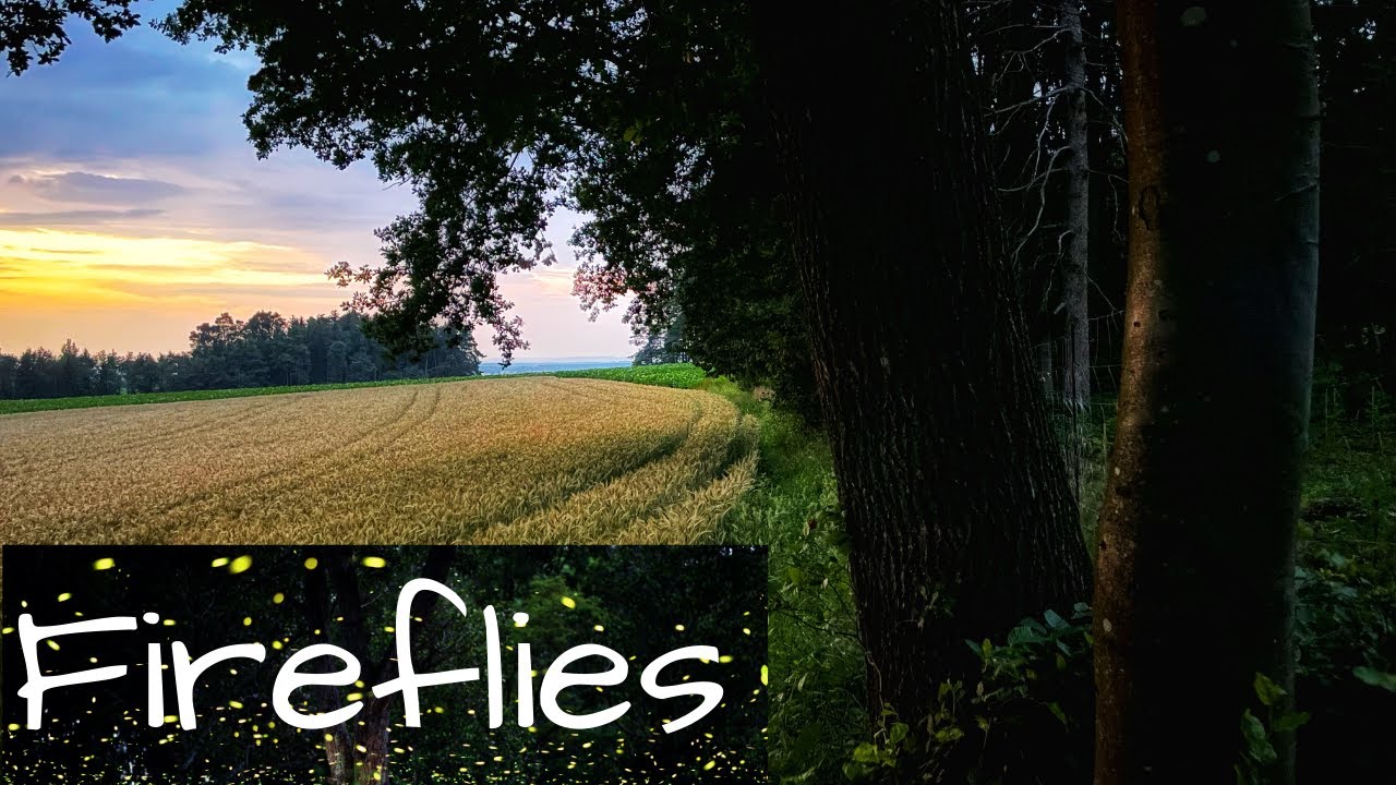 Pure MAGIC in an enchanted GERMAN forest - FIREFLIES (My FAVOURITE ...