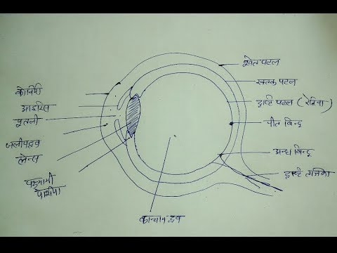 मानव नेत्र का सरल चित्र बनाना,structre of Human eye - YouTube