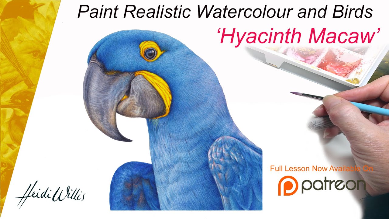 Introduction - Hyacinth Macaw Painting Tutorial In Watercolor - YouTube