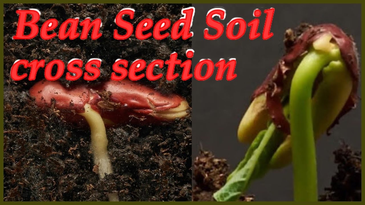 Bean Plant Growth Timelapse, Bean Seed Soil cross section . - YouTube