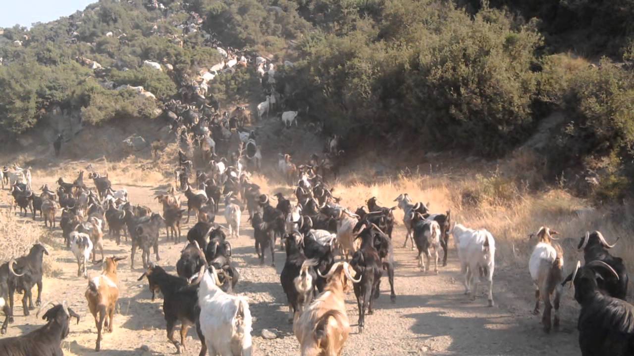Κτηνοτρόφοι Περιστεράς | Η Κτηνοτροφία στο χωριό μας - YouTube