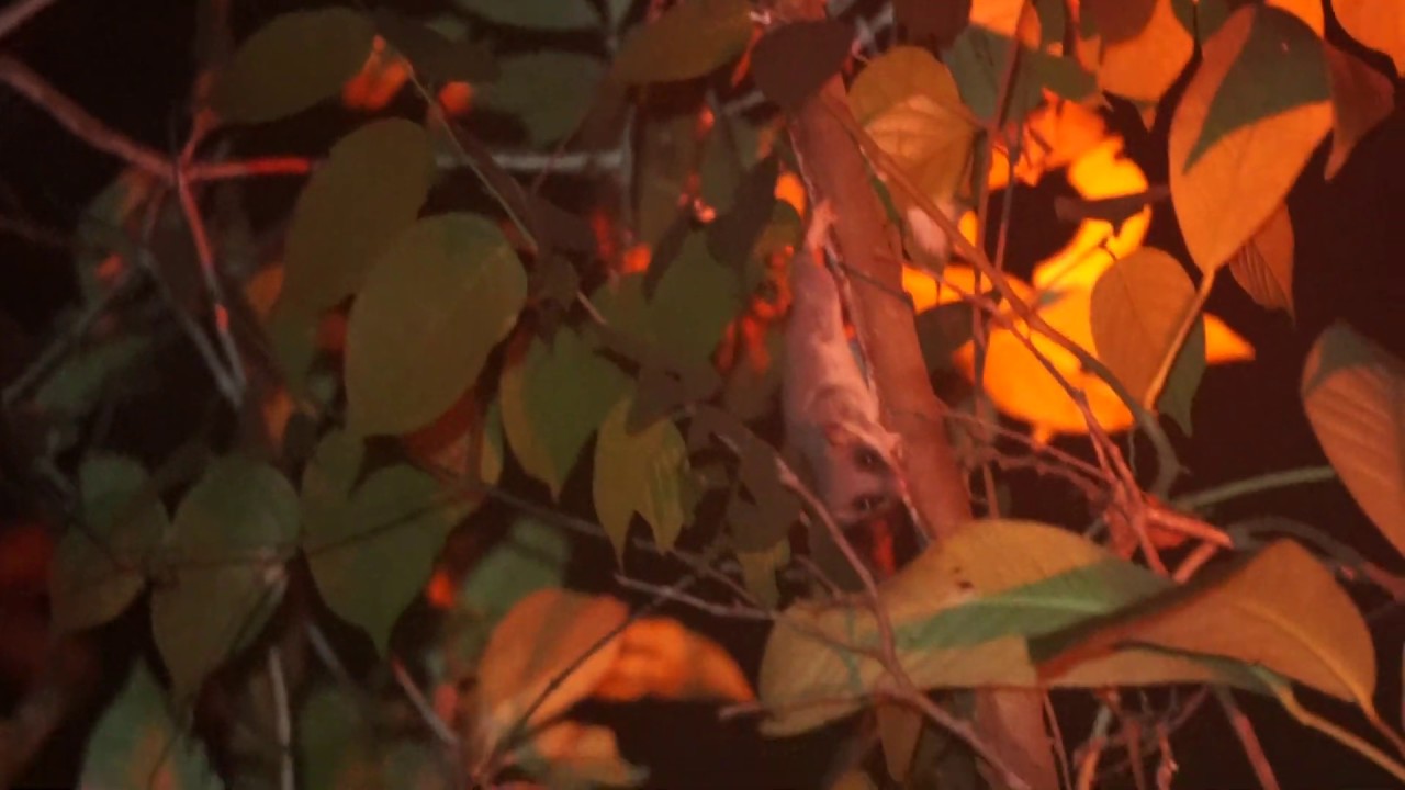 Pen-tailed treeshrew (Ptilocercus lowii) - YouTube