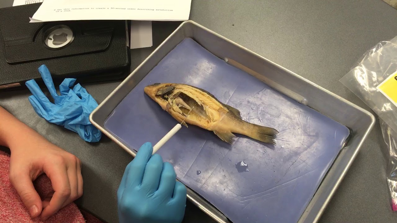 Fish dissection - YouTube