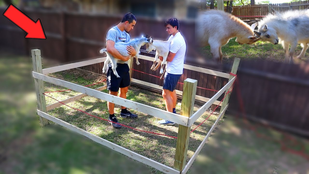 Building a Mini Goat Boxing Ring!!! - YouTube