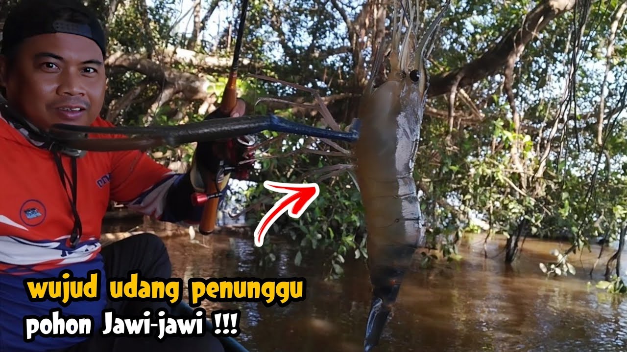 saat-saat penghuni pohon Jawi Jawi menunjukkan kekuatan nya!!! - YouTube