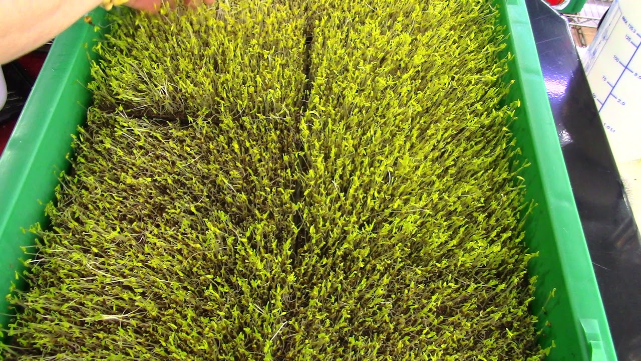 Parsley Grow-A-Long Day 14 - YouTube