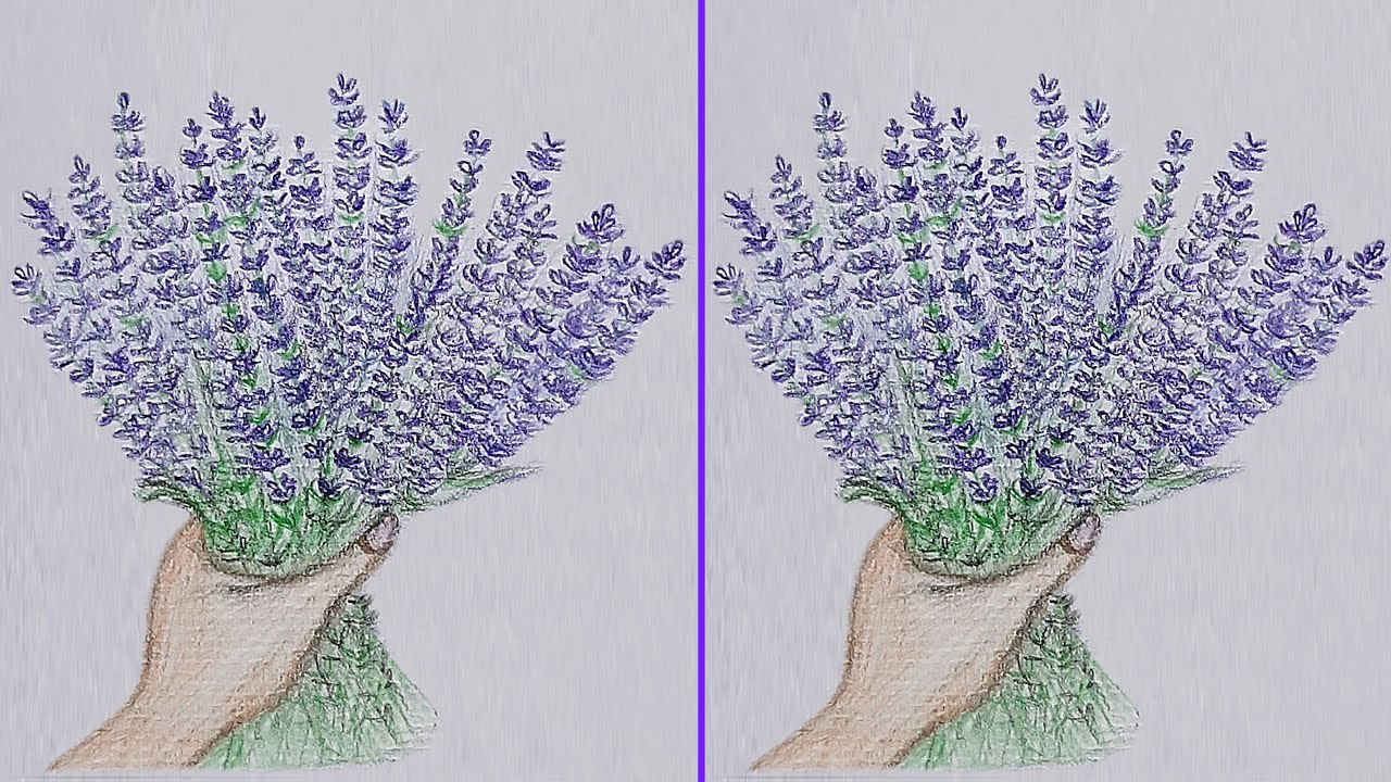 Lavender Pencil Drawing
