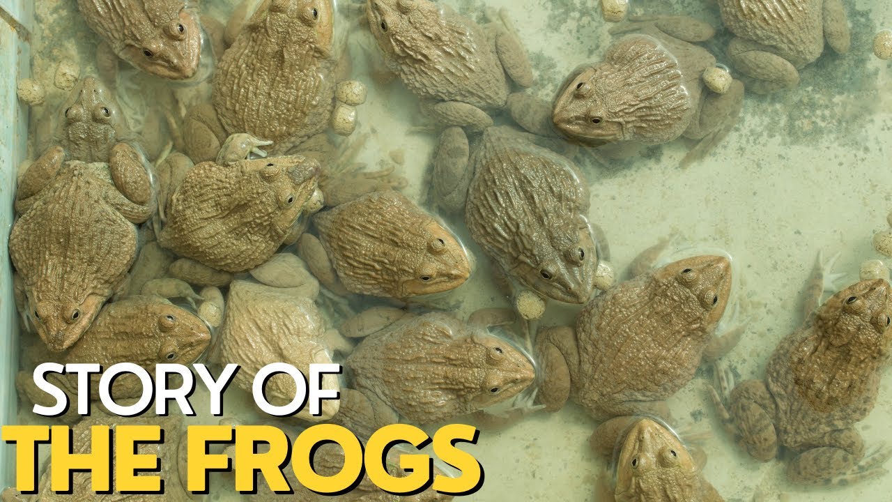 STORY OF THE FROG | Documentary video with all details about FROGS ...