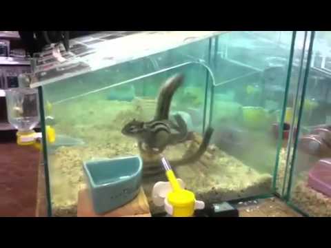 Chipmunks Going Crazy Stuck in a Cage at the Pet Store - YouTube